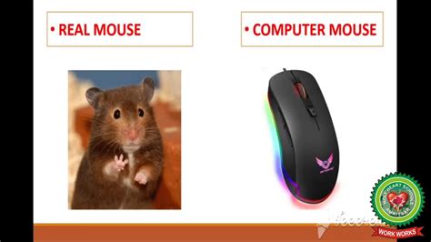Computer Mouse In Real Life At Anthony Bohnsack Blog