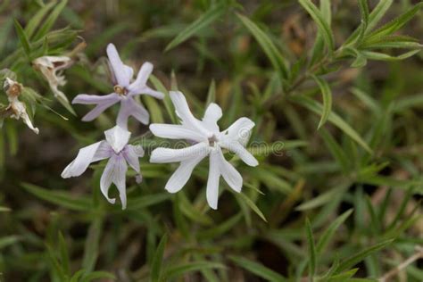 Flower Of A Sand Phlox Phlox Bifida Stock Image Image Of Gardening