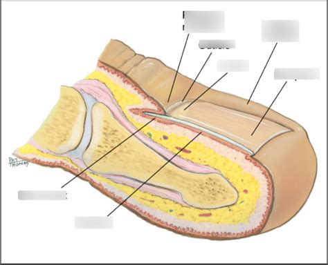 Nail Structure Diagram Diagram Quizlet