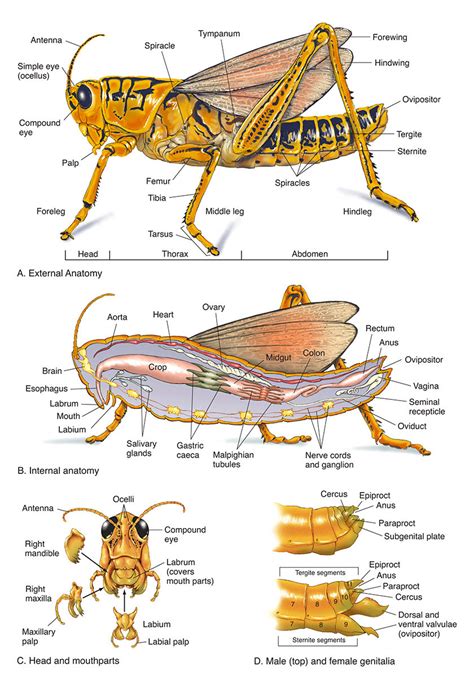 Labrum Grasshopper Function At Jack Radcliffe Blog