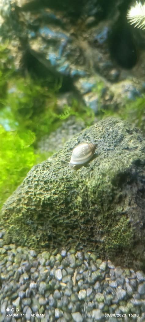 Snail Raquariumhelp
