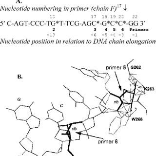 Simulation Of Modified Primer Binding Within RT Active Site A Download High Quality