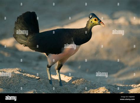 Maleo Macrocephalon Maleo Megapode Bird Endemic To Sulawesi