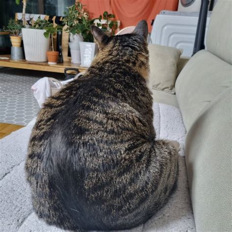 고양이는 뚱뚱한게 최고다 인스티즈instiz 일상 카테고리