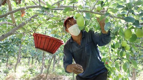 二师铁门关市13万亩香梨迎来丰收季 首页滚动专题 胡杨网2022 兵团胡杨网 新疆兵团新闻门户