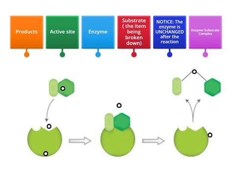 Enzyme Labeling Labelled Diagram