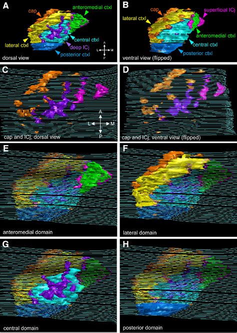 Figure 1 From Mapping Of Learned Odor Induced Motivated Behaviors In The Mouse Olfactory