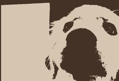 Visualizing Neural Network Compression