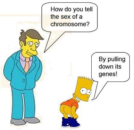 BishopBlog The X And Y Of Sex Differences