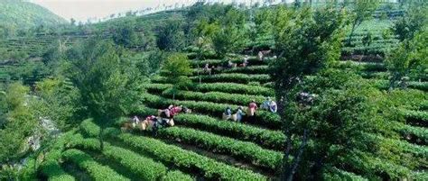 南涧激活生态资源禀赋 闯出茶文旅融合发展之路 旅游 建设 澜沧江