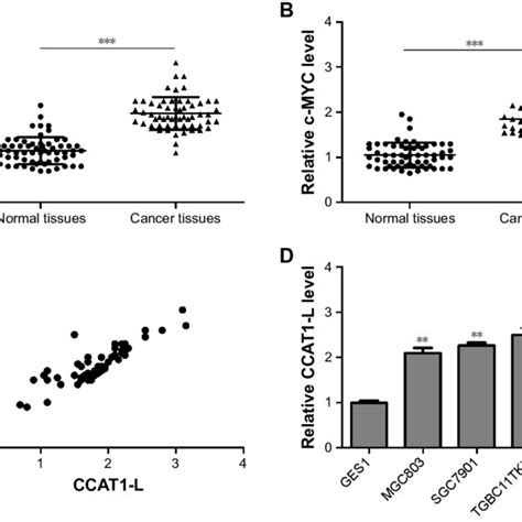 The Expression Of Ccat1 L Mrna And C Myc Mrna Notes A Qrt Pcr Download Scientific Diagram