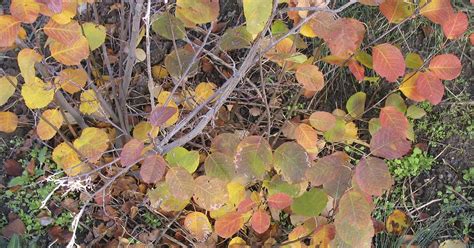 8 Trees With Orange Fall Leaves The Garden Magazine