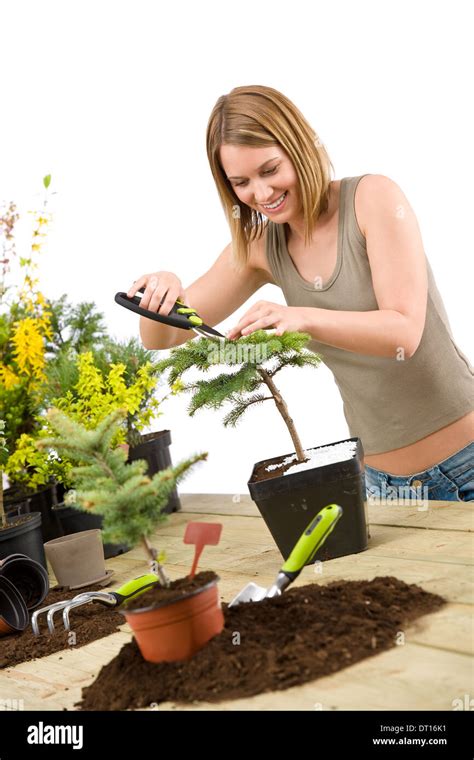 Woman Trimming Bonsai Tree Hi Res Stock Photography And Images Alamy