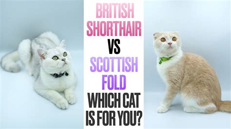 British Shorthair Vs Scottish Fold Which Cat Is For You Youtube