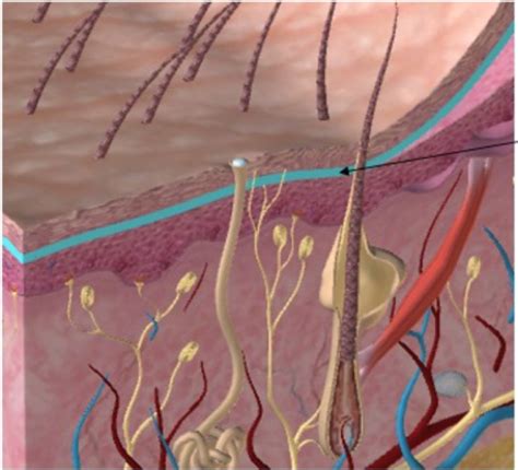 Module 7 Exam Knoowy Set Flashcards Quizlet