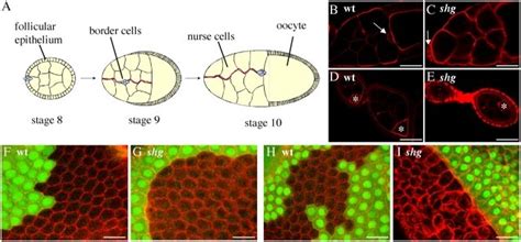 DE Cadherin Function During Oogenesis A Schematic Representation Of