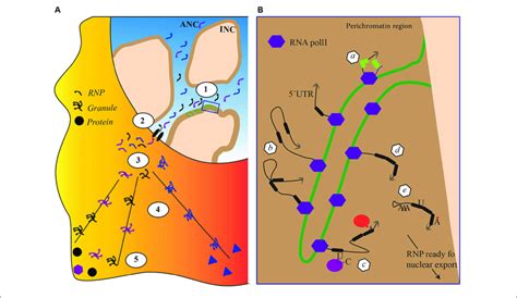 The Impact Of Nuclear Architecture On Rna Biogenesis A Download Scientific Diagram