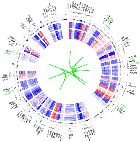 Identification Of Key Transcriptome Biomarkers Based On A Vital Gene
