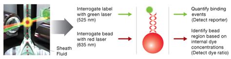 Bio Plex® Magpix™ Multiplex Reader Life Science Research Bio Rad