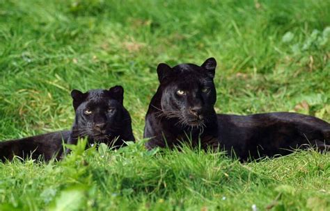 Cool Black Panther Facts At Jesus Jacobs Blog