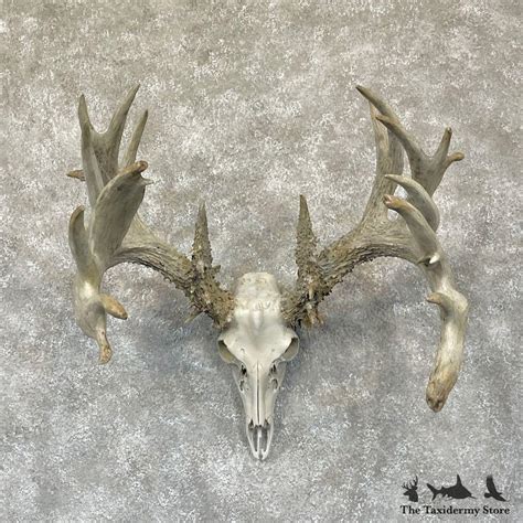 Whitetail Deer Skull Anatomy Profile For Bugs And Bones 618