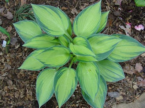 Фотографии хост