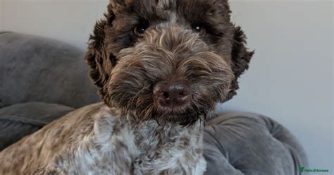 Cockapoo For Sale For Sale In Telford Pets4homes