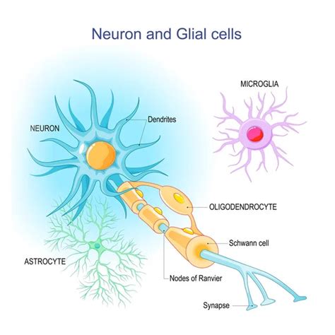 Neurón Y Neuroglia Estructura Y Componentes De Una Neurona Dendritas