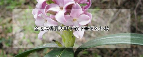 金边瑞香夏天叶子软下垂怎么补救 发财农业网