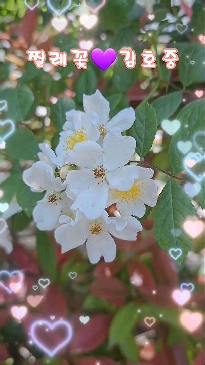 💜김호중 🎵찔레꽃 섬마을 가는 길에 하얀 찔레꽃 ~~🤍🩷💛 Youtube