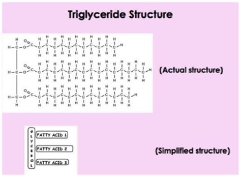 What Are Lipids — Structure And Function Expii