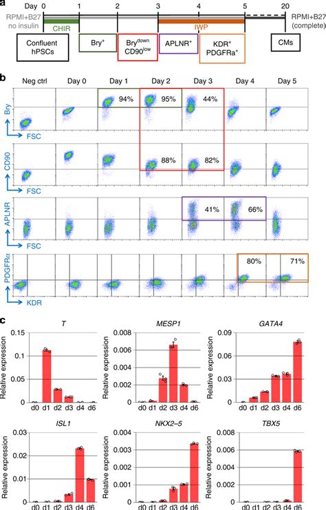 Identification Of Progenitors In Cardiac Differentiation Of Hpscs A Download Scientific