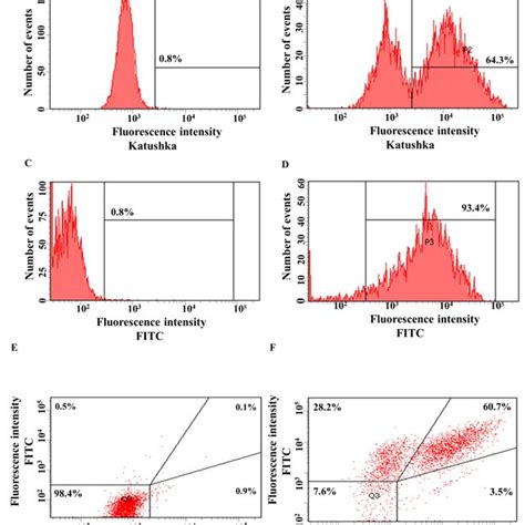 Evaluation Of The Transduction Efficiency Of Pc 3m Cells By