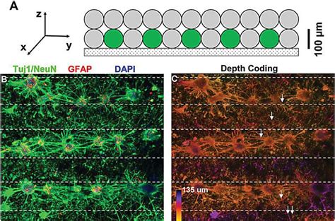 Bioprinting Living Brain Cell Networks In The Lab