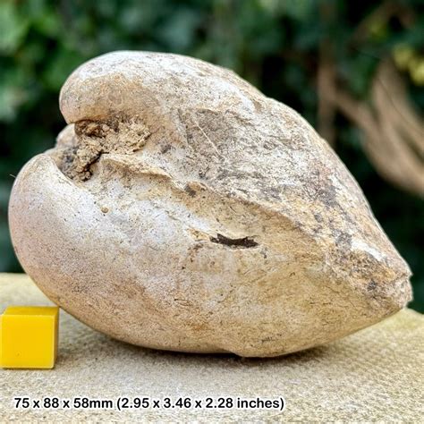 Rare Giant Double Bivalve Fossil From Cretaceous Isle Of Wight Uk