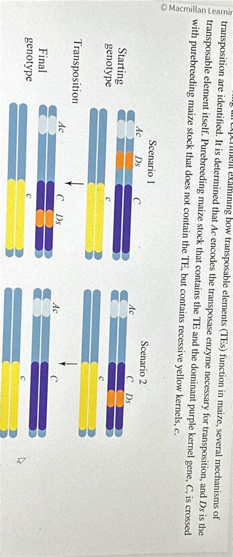 Solved Examining How Transposable Elements Tes ﻿function