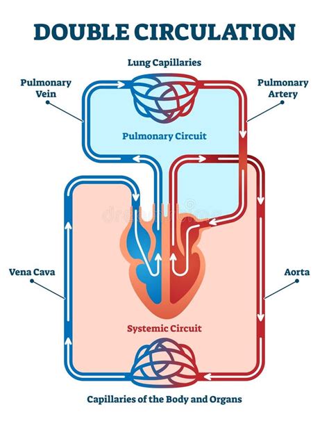 Double Circulatory System Stock Vector Illustration Of Cardiology