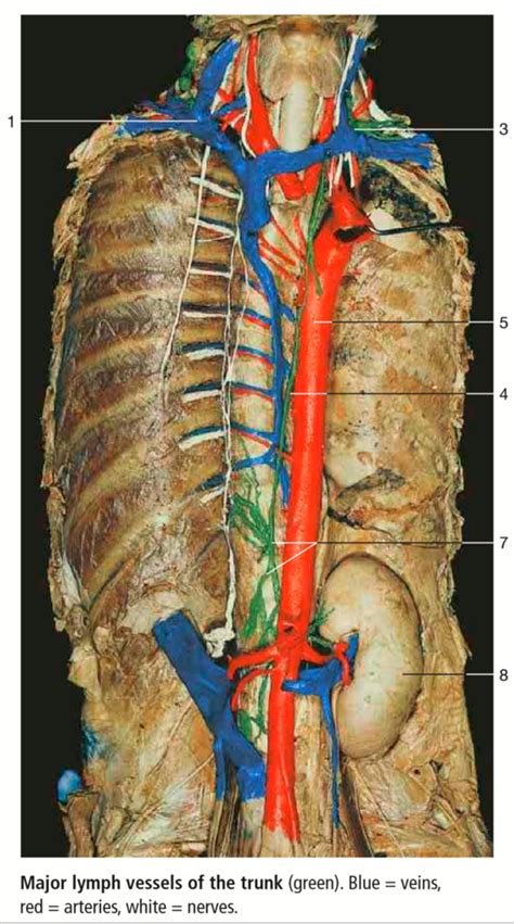 Thoracic Duct Diagram Quizlet