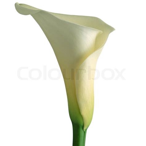 Calla Lilie isoliert auf weißem ... | Stock Bild | Colourbox
