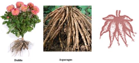 Modified Roots Examples