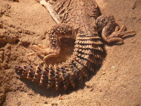 Real Monstrosities Spiny Tailed Lizard