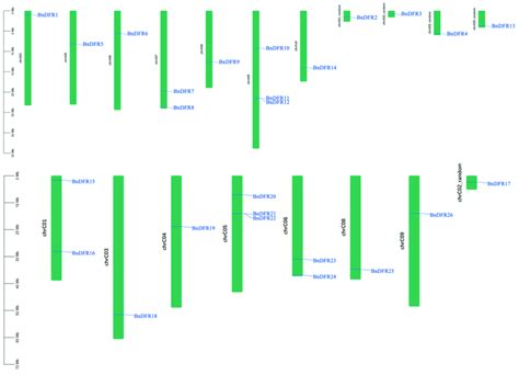 dfr genes distribution on b napus chromosomes download scientific