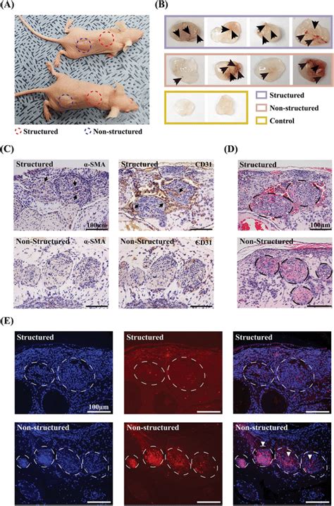 In Vivo Matrigel Plug Assay Of Structured And Non‐structured Samples Download Scientific