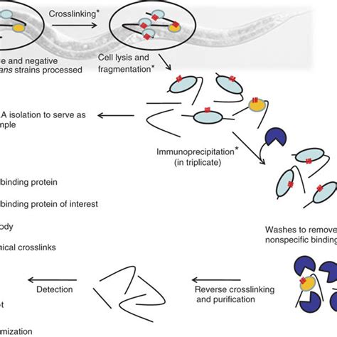 Diagrammatic Representation Of The Chromatin Immunoprecipitation Chip