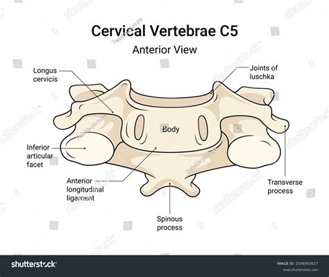 Anatomy Cervical Vertebrae C5 Anterior View Stock Vector Royalty Free 2506953017 Shutterstock