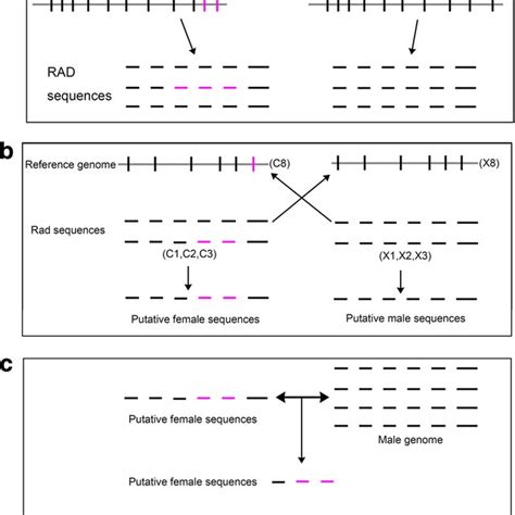 Workflow Of The Female Specific Marker Identification A Locations Of