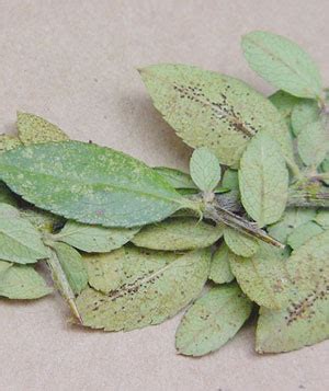 Common Insect Pests Of Azalea Damage