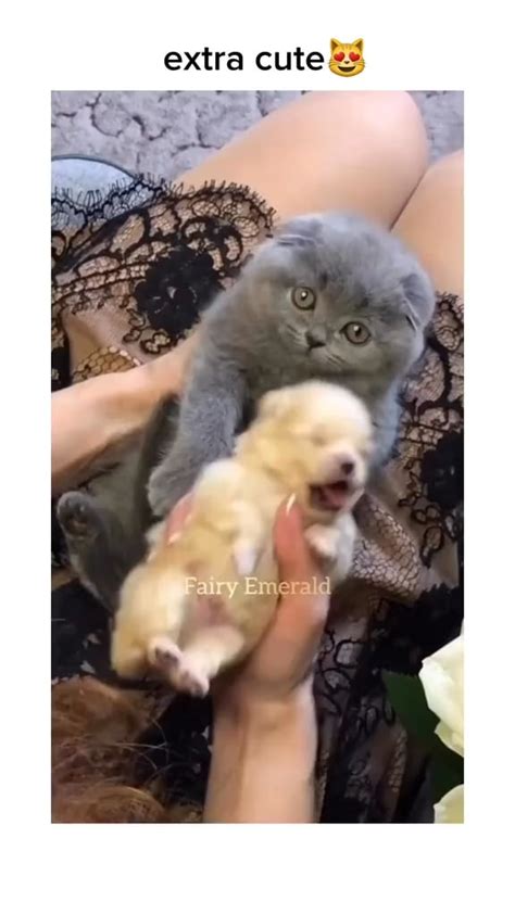Cuteness Overload R A