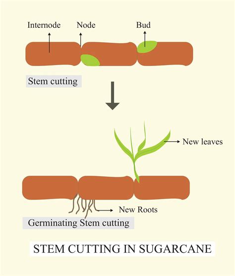 Stem Cuttings Are Commonly Used For Propagation In A Rubber B Mangoes C Sugarcane D Jasmine