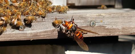 When Murder Hornets Attack Bees Start Heartbreaking Shrieks To Warn The Colony Science News